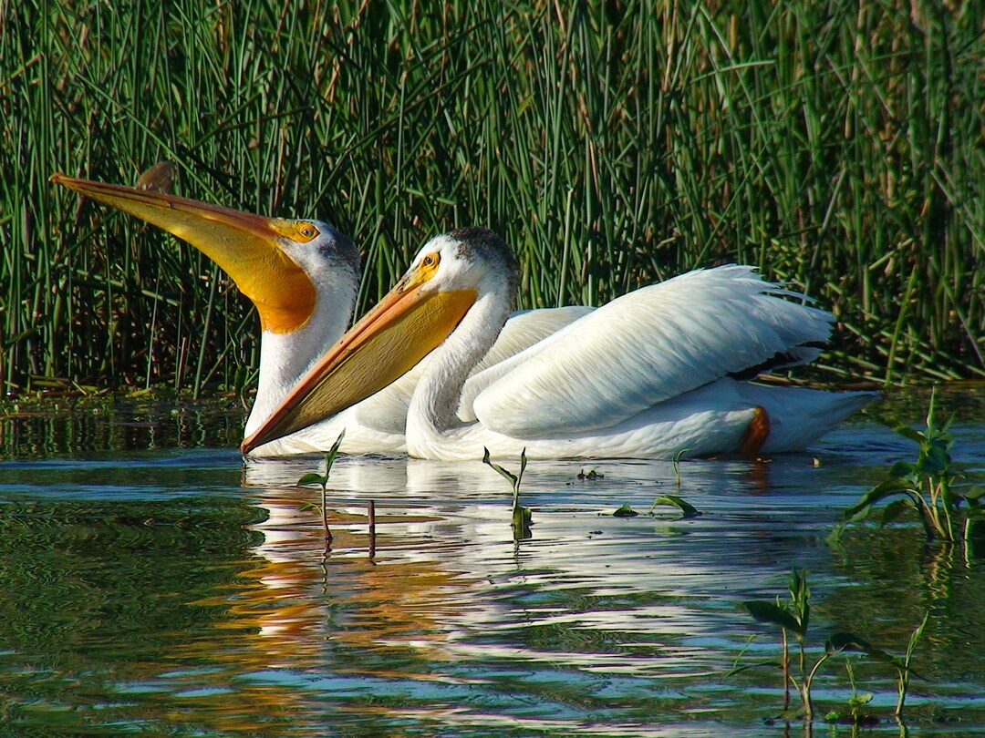 Pelican Pair Portrait Photo - Etsy