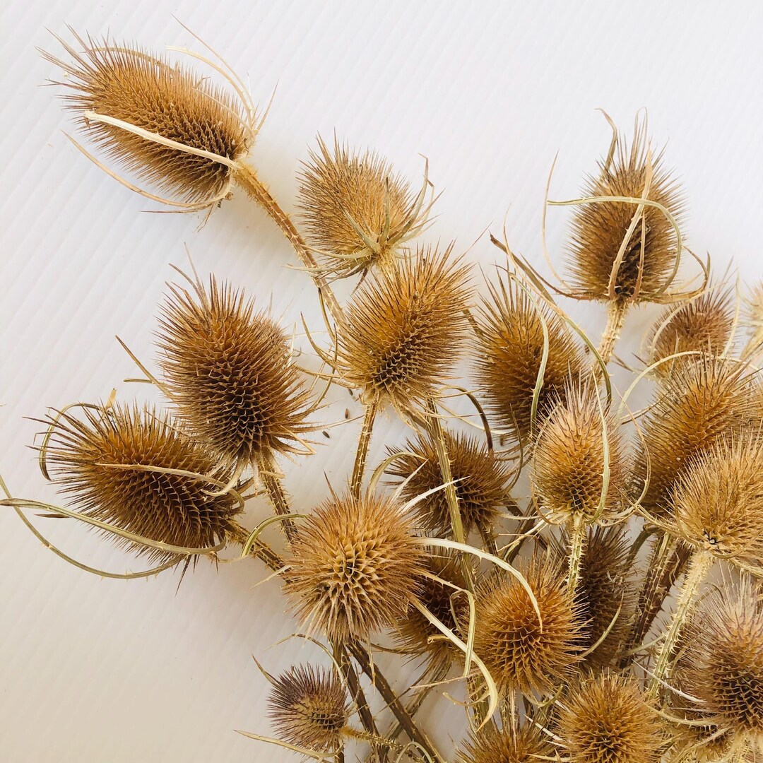 Dried Teasel Stems. - Etsy