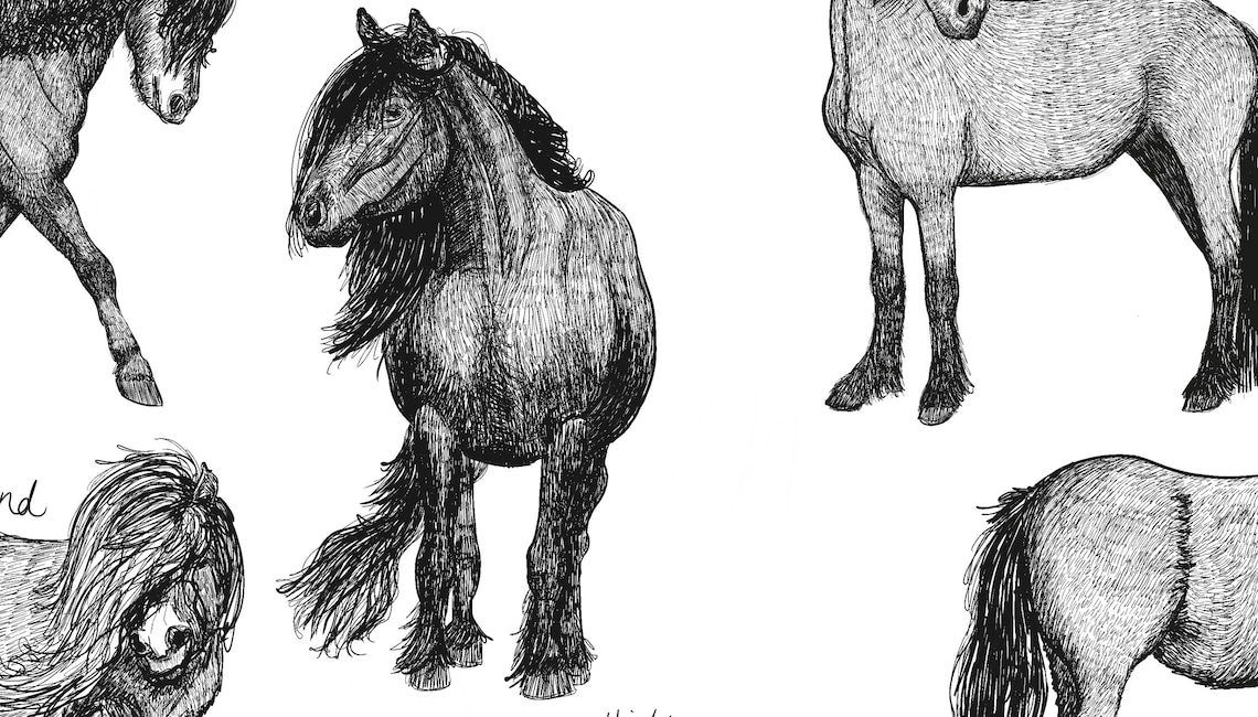 English Native Ponies Illustration - Etsy