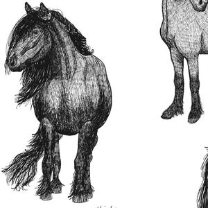 English Native Ponies Illustration - Etsy