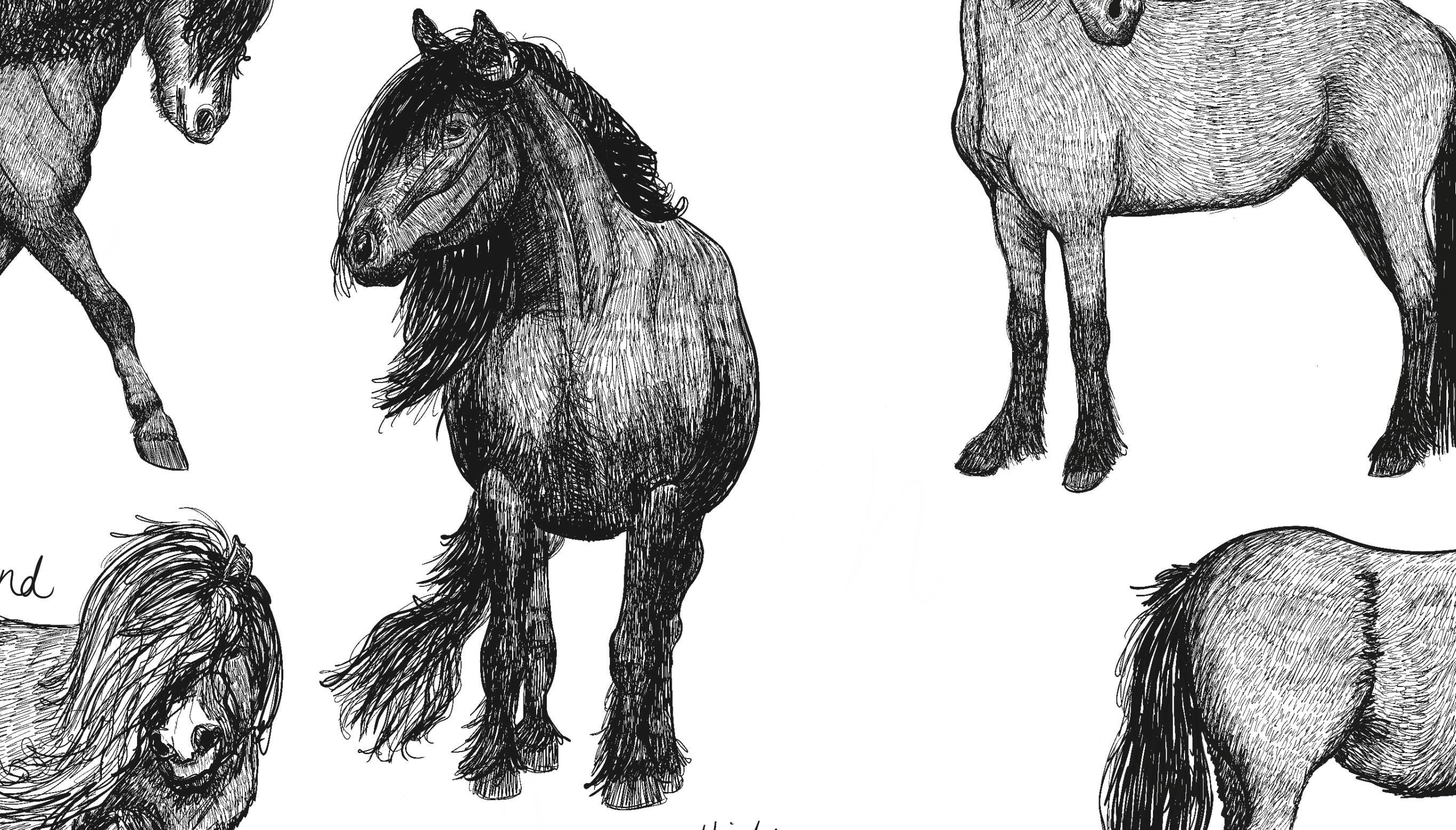 English Native Ponies Illustration - Etsy