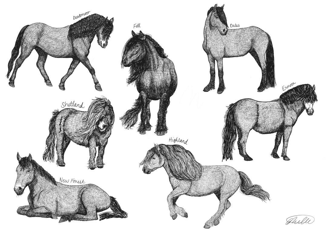English Native Ponies Illustration - Etsy