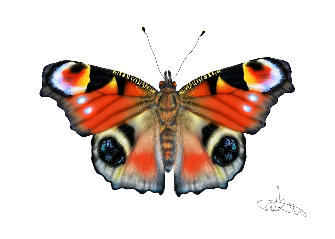 Peacock Butterfly - Etsy