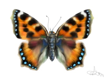 Watercolor Small Tortoiseshell Clipart | Butterfly Collection - 10 ...