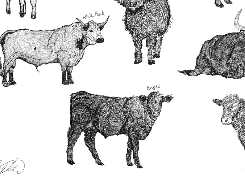 English Cow Breeds Illustration - Etsy