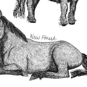 English Native Ponies Illustration - Etsy