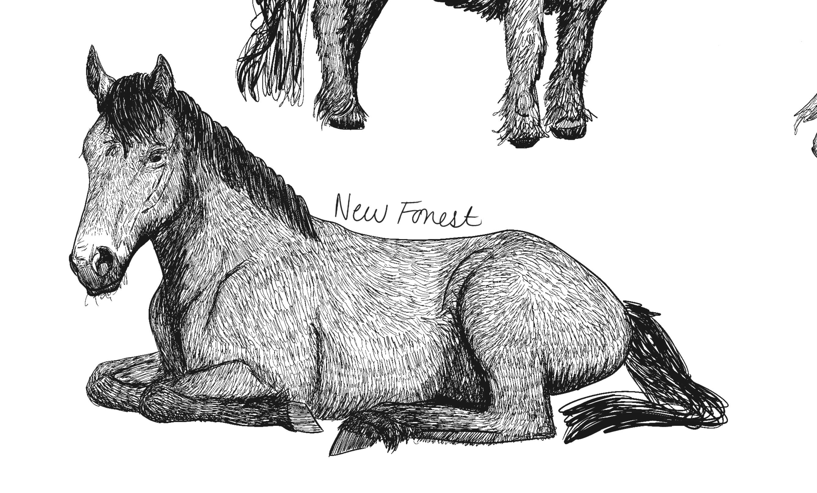 English Native Ponies Illustration - Etsy