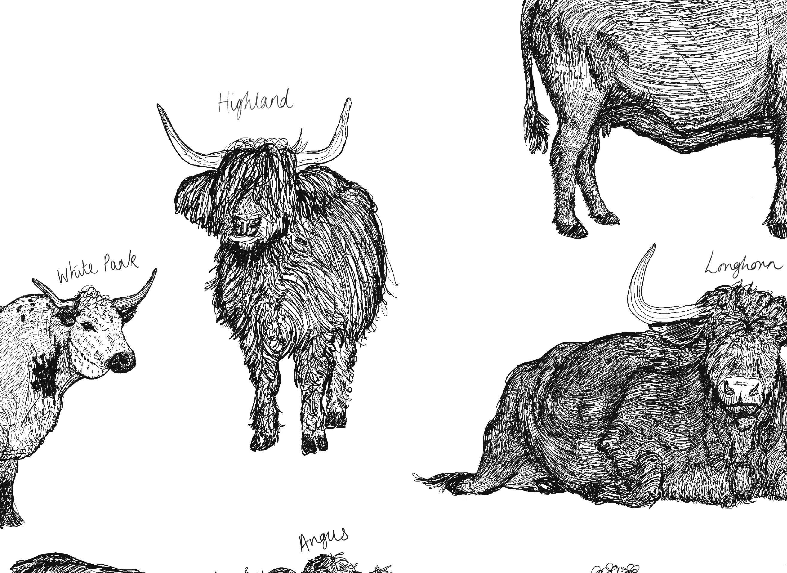 English Cow Breeds Illustration - Etsy