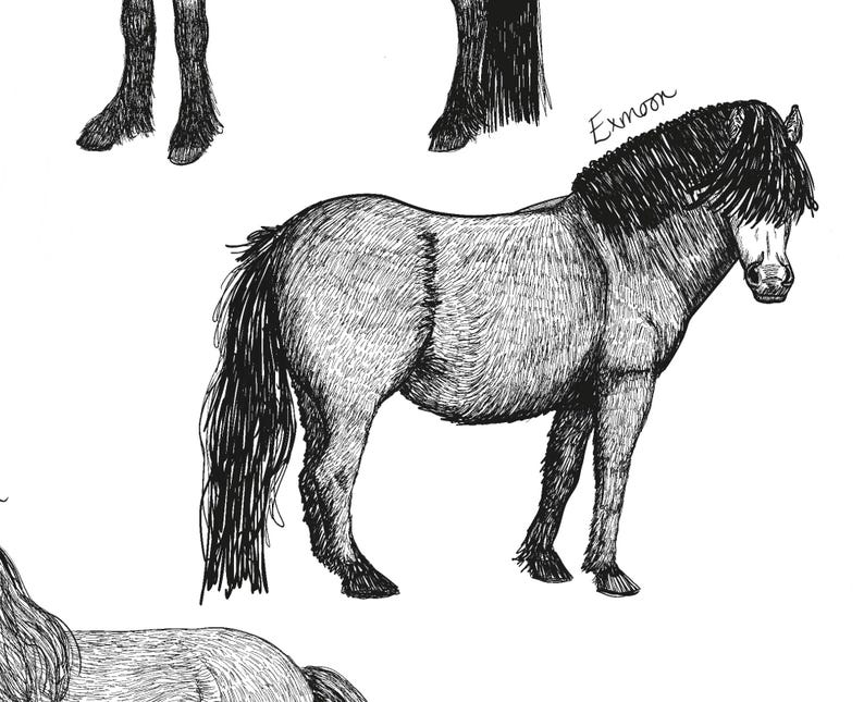 English Native Ponies Illustration - Etsy