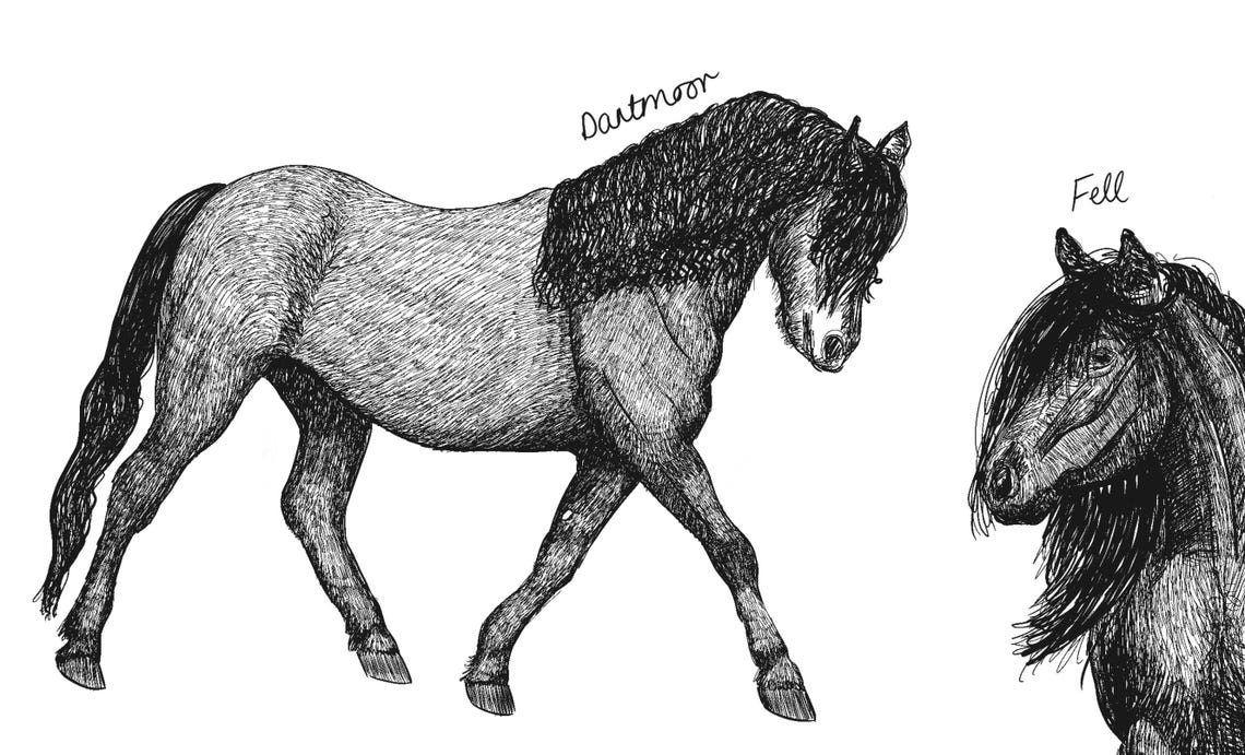 English Native Ponies Illustration - Etsy