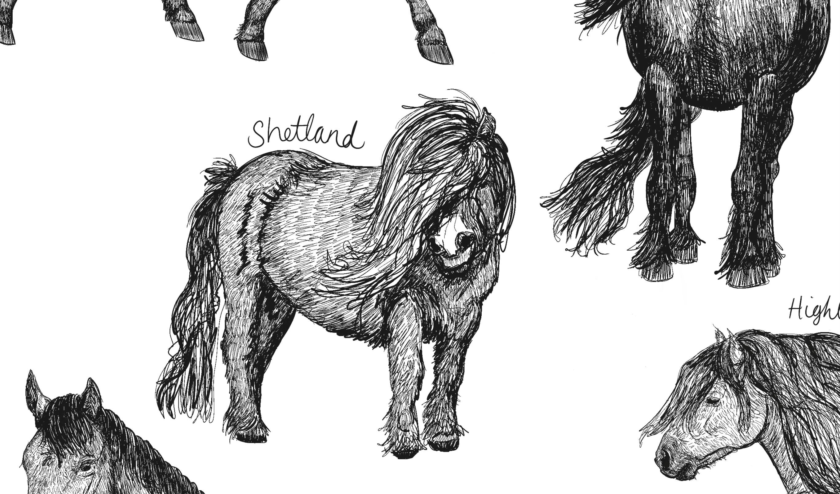 English Native Ponies Illustration - Etsy