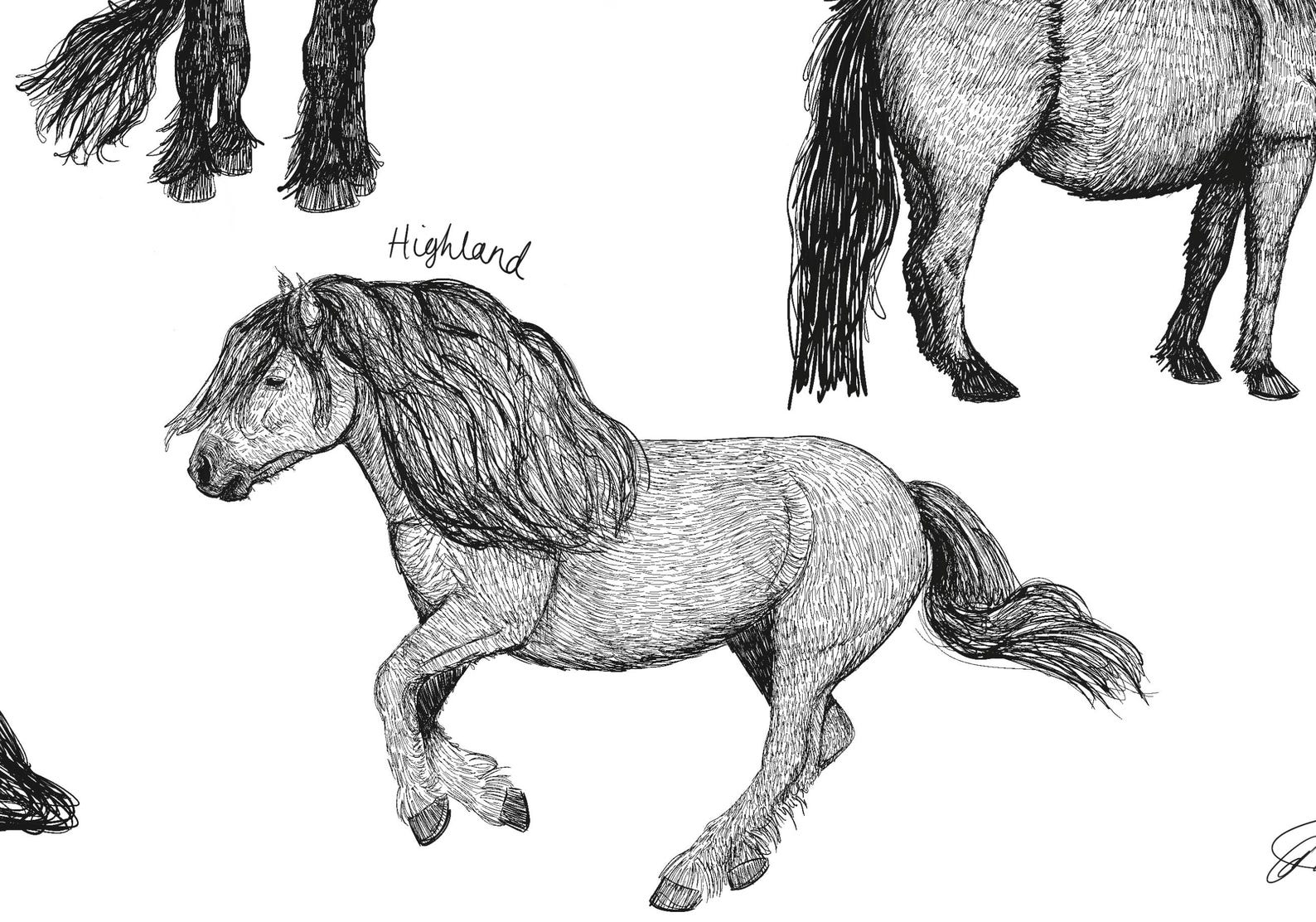 English Native Ponies Illustration - Etsy
