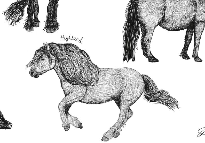 English Native Ponies Illustration - Etsy