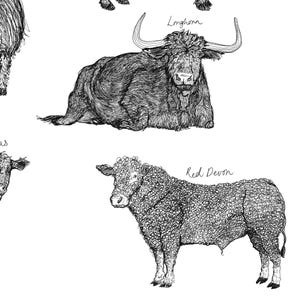 English Cow Breeds Illustration - Etsy