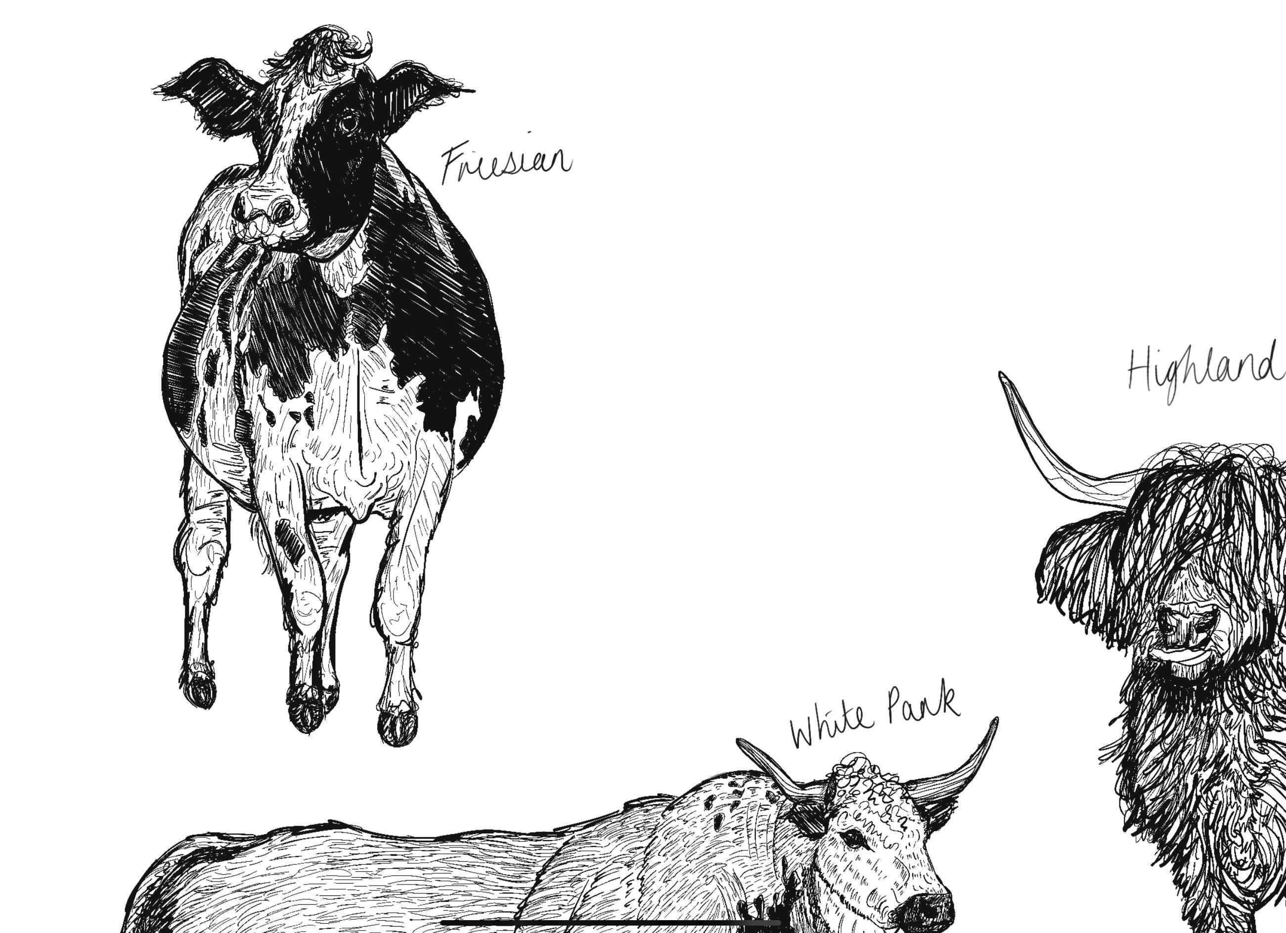 English Cow Breeds Illustration - Etsy