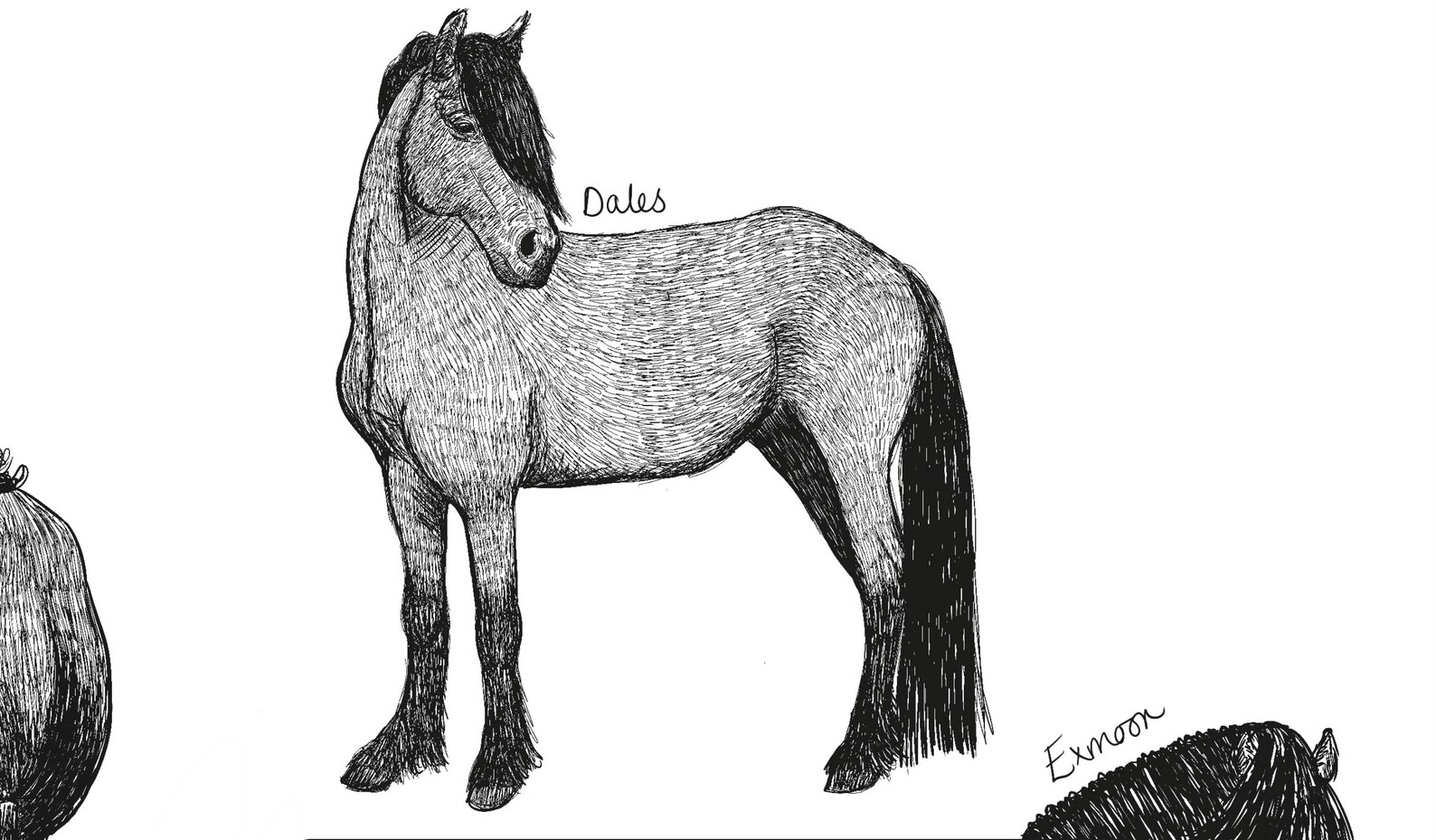 English Native Ponies Illustration - Etsy