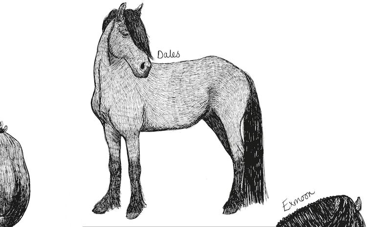 English Native Ponies Illustration - Etsy