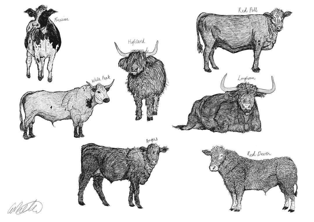 English Cow Breeds Illustration - Etsy