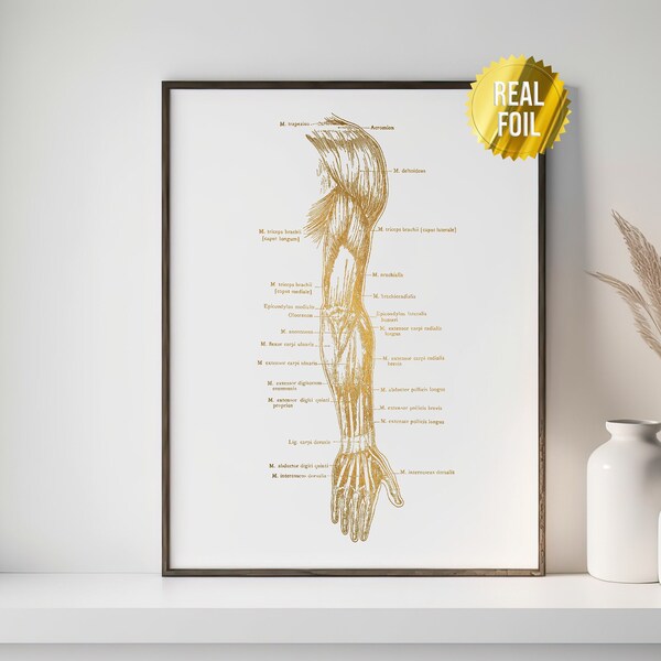 Anatomy Poster Hand - Etsy