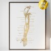 Skin Anatomy Art Dermatology Foil Print Medical Student Gift Skin Care ...