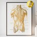Human Brain Anatomy Medical Student Gift Foil Print Doctors Office ...