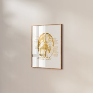 Human Brain Anatomy Medical Student Gift Foil Print Doctors Office ...