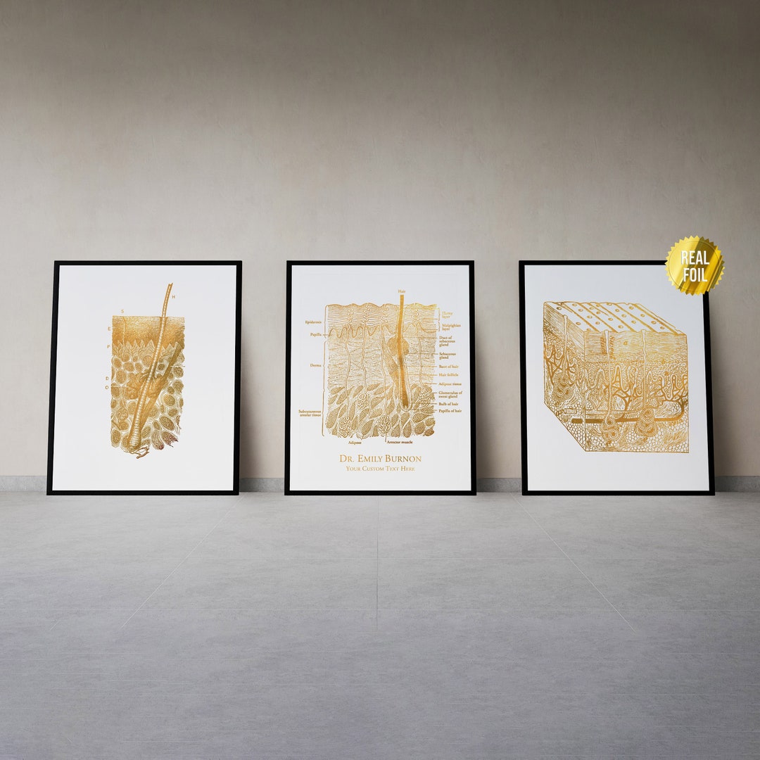Personalized Dermatologist Gift Skin Anatomy Art Foil Print Set of 3 ...
