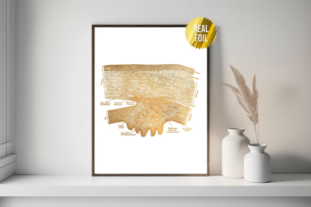 Eye Anatomy Art Foil Print Medical Student Gift Optometrist Office ...