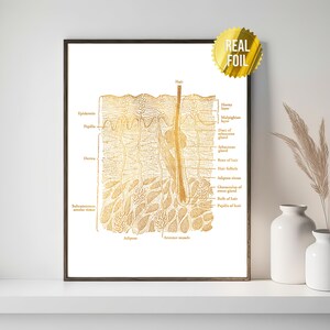 Skin Care Anatomy Art Foil Print Set of 6 - Esthetician Decor - Anatomy ...