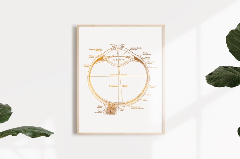 Optometry Wall Art Foil Print Optometry Eye Anatomy - Etsy