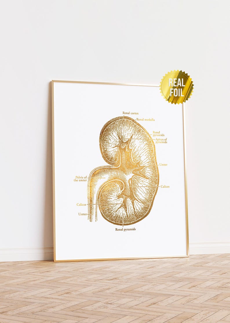 Human Kidney Anatomy Foil Print Set of 2 - Nurse Practitioner Surgeon ...