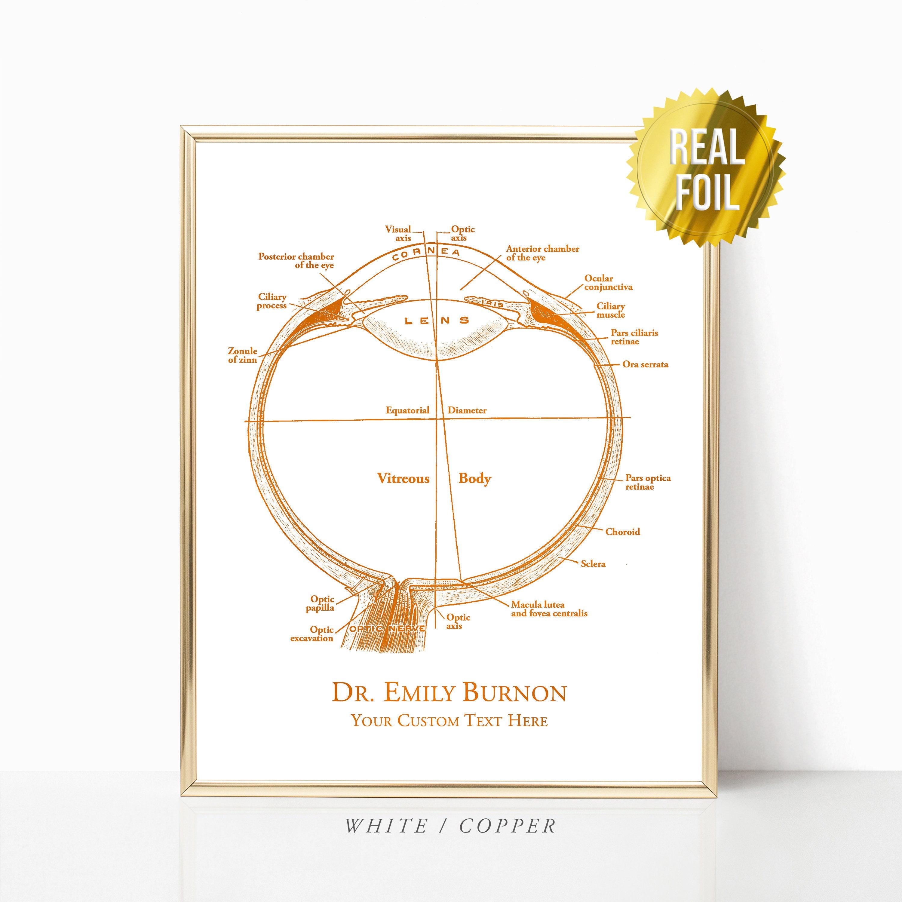 Personalized Optometry Wall Art Foil Print - Optometry Eye Anatomy ...