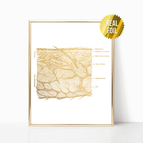 Skin Care Anatomy Art Foil Print Skin Anatomy Poster - Etsy