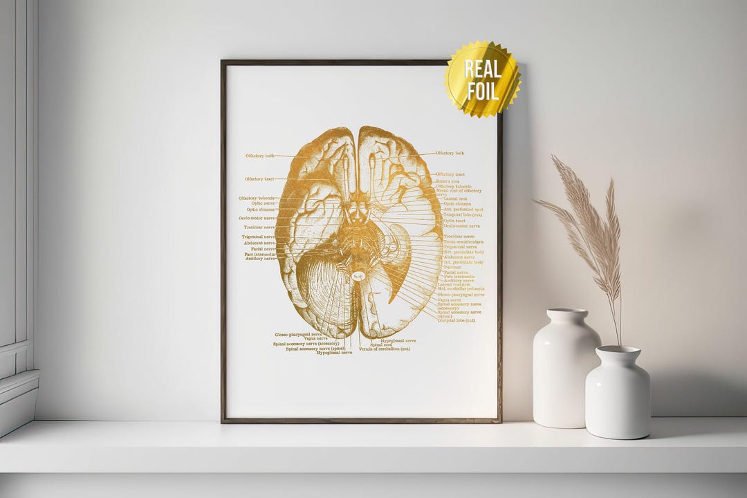 Human Brain Anatomy Medical Student Gift Foil Print - Doctors Office ...