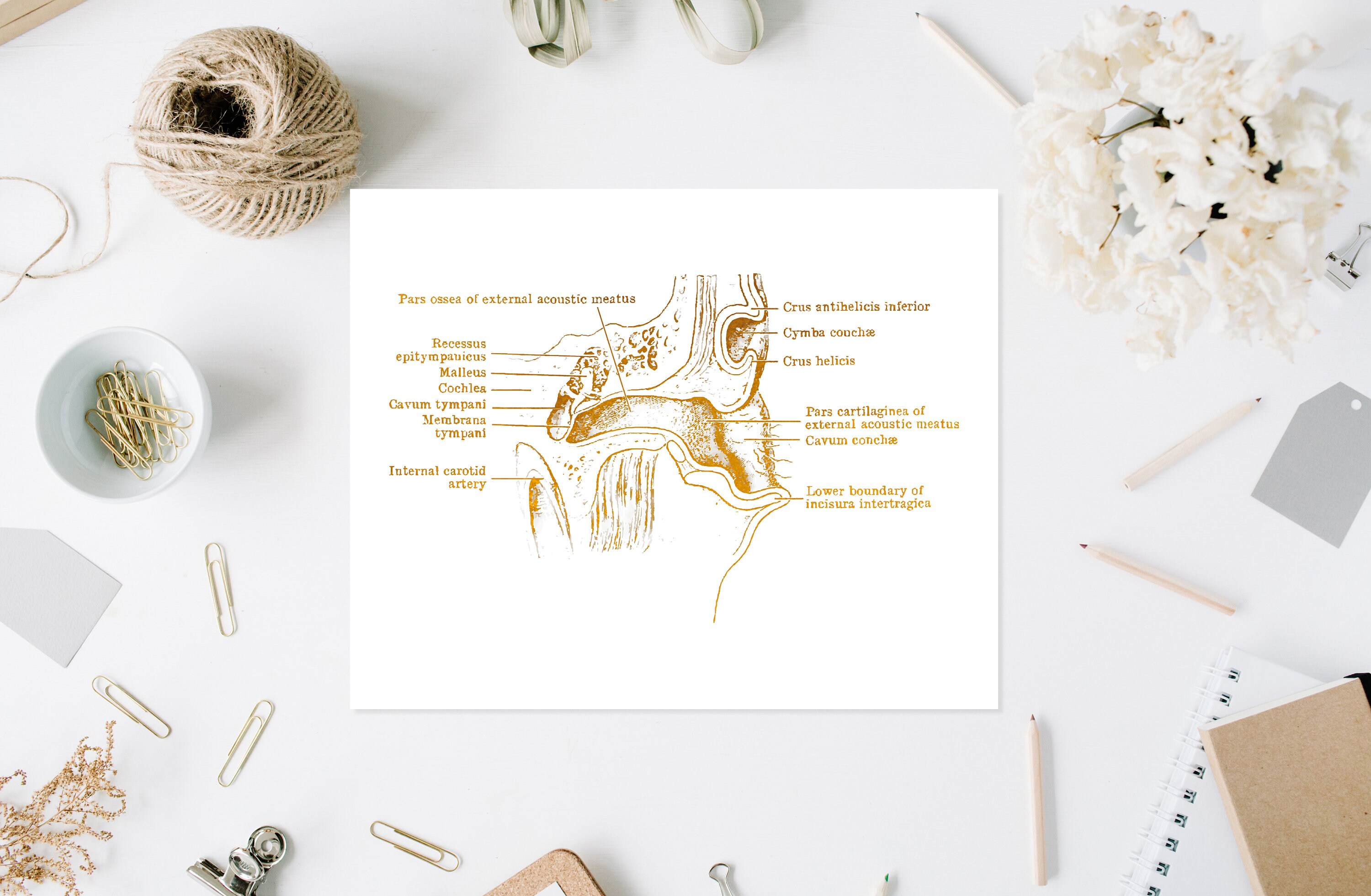 Ear Anatomy Audiology Poster Foil Print Anatomical Ear Art | Etsy