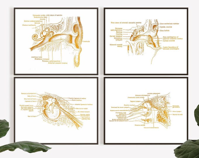 Anatomical Ear Wood Wall Art: Audiology, Physical Therapy Decor - Etsy ...