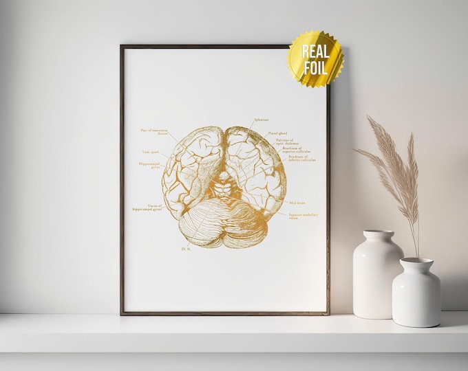 Human Brain Anatomy Print, Medical Student, Neuroscience Art, Doctor ...