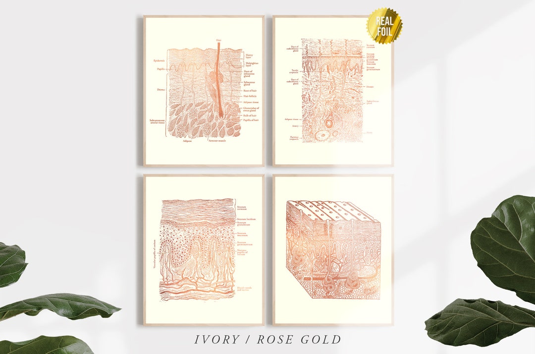 Skin Anatomy Esthetician Decor Foil Print Set of 4 Skin Care Anatomy ...