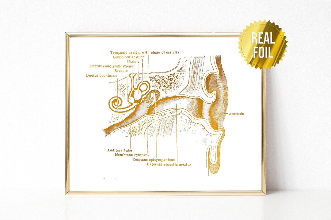 Anatomical Ear Anatomy Poster Foil Print - ENT Doctor Graduation Gift ...