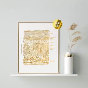 Esthetician Skin Anatomy Art Foil Print Set of 3 - Dermatologist Gift ...
