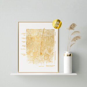 Esthetician Skin Anatomy Art Foil Print Set of 3 Dermatologist Gift ...