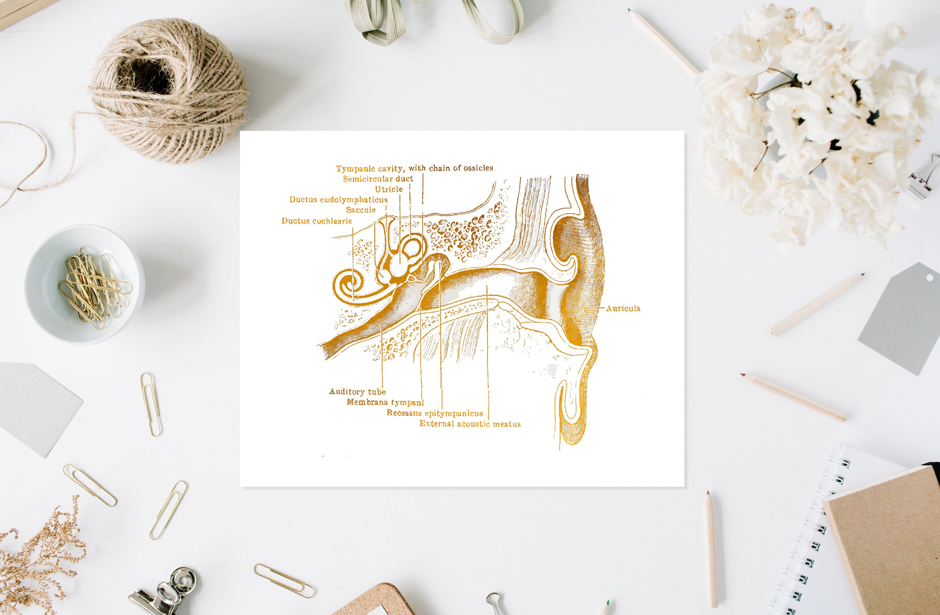Anatomical Ear Anatomy Poster Foil Print ENT Doctor | Etsy