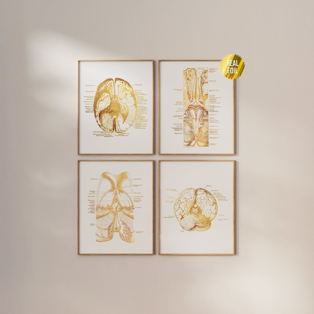 Vintage Brain Anatomy Foil Print Set of 4 Neuroscience Art Registered ...