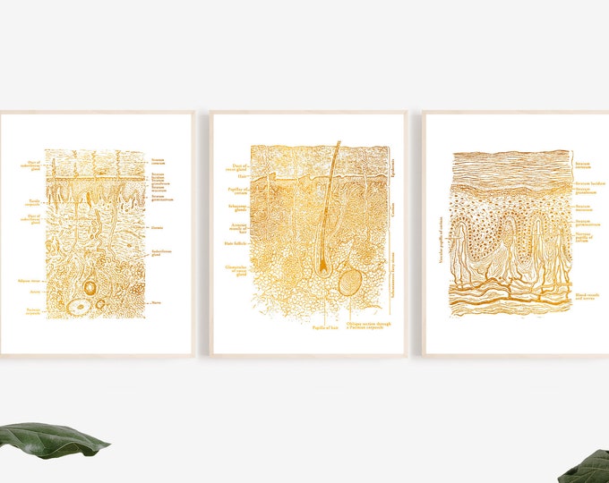 Skin Anatomy Art Dermatologist Gift Foil Print Skin Care - Etsy