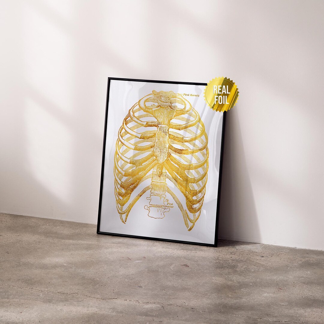 Thorax Vintage Anatomy Art Foil Print - Chiropractic Art - Physician ...