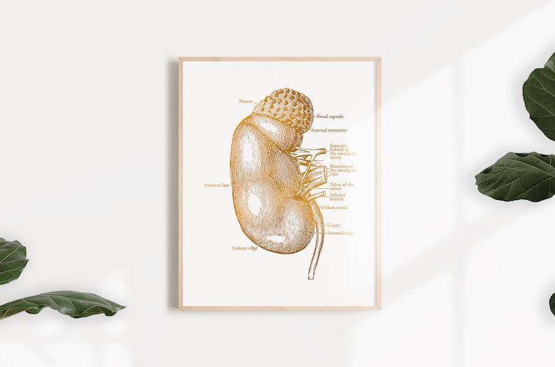 Kidney Transplant Anatomy Art Foil Print Kidney Donor Gift - Etsy