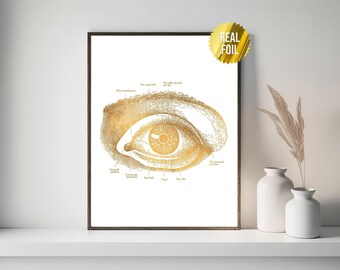 Optometry Wall Art - Eye Anatomy - Etsy