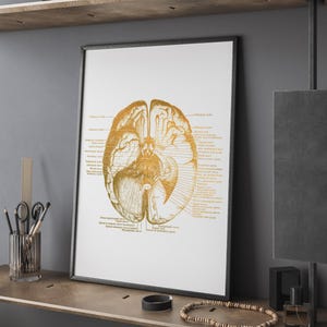 Human Brain Anatomy Medical Student Gift Foil Print - Doctors Office ...