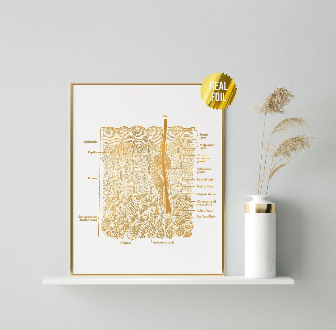 Skin Anatomy Art Dermatologist Gift Foil Print - Skin Care Anatomy ...