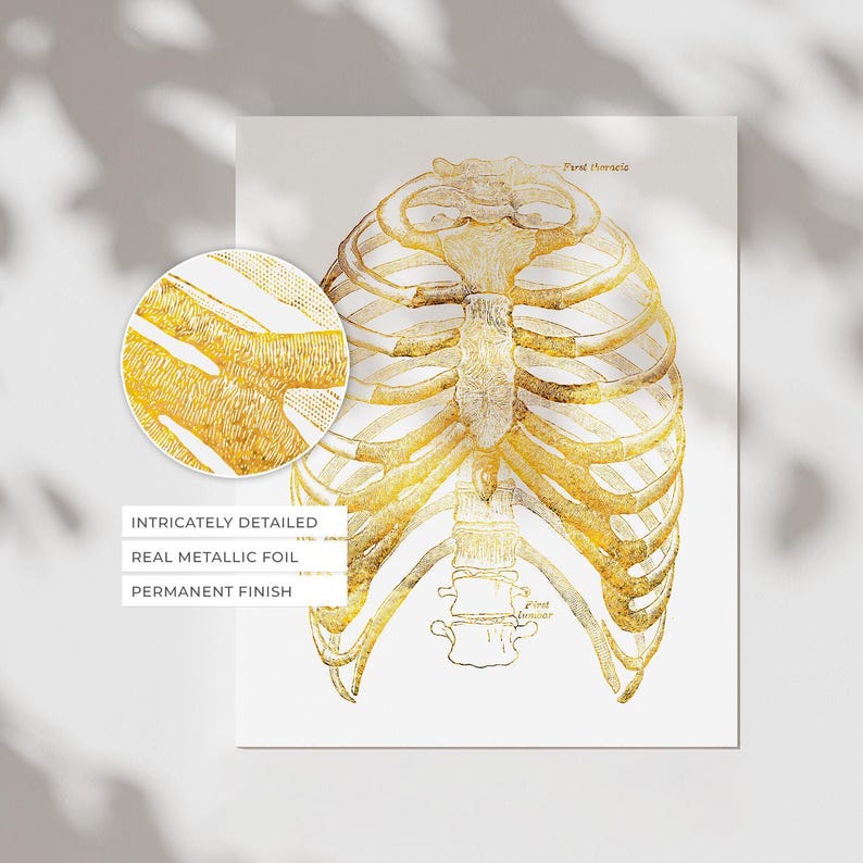 Thorax Vintage Anatomy Art Foil Print - Chiropractic Art - Physician ...